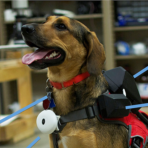 Student team wins award for smart dog harness at Cornell Cup USA ...
